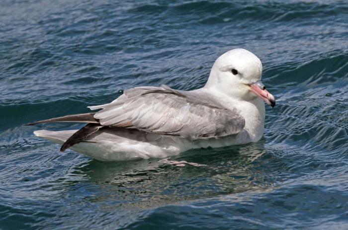 A new bird for New Zealand – northern fulmar | Te Papa’s Blog
