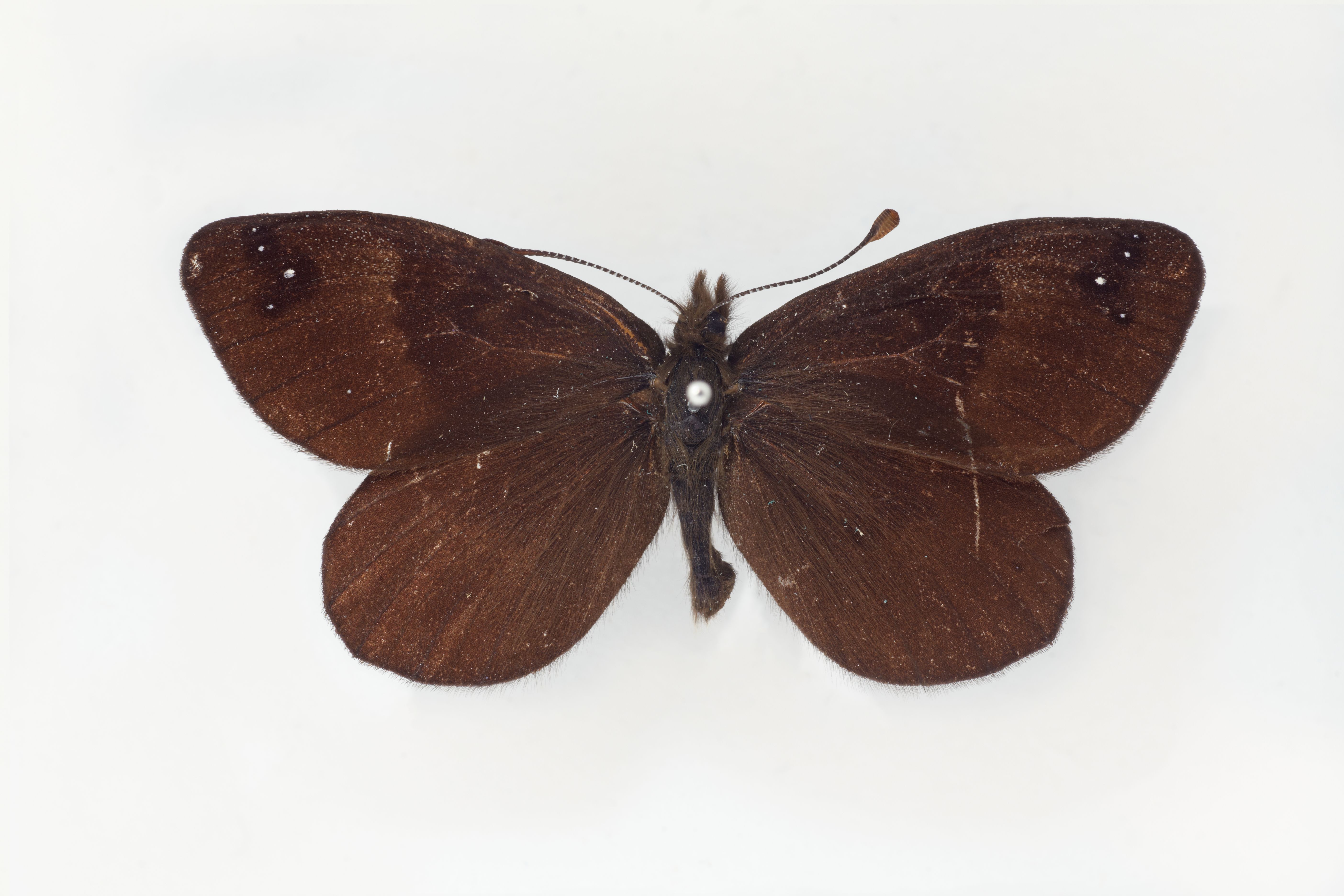 Augustus Hamilton and the gold-spangled butterfly | Te Papa’s Blog