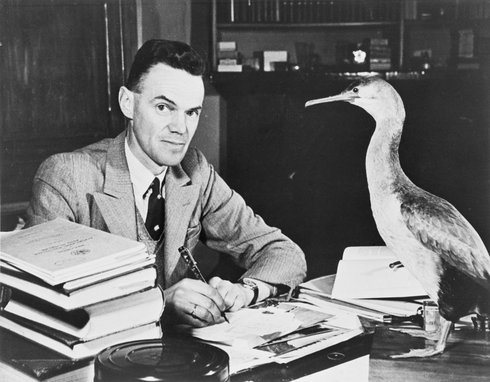 Robert Falla and the Westland petrel | Te Papa’s Blog