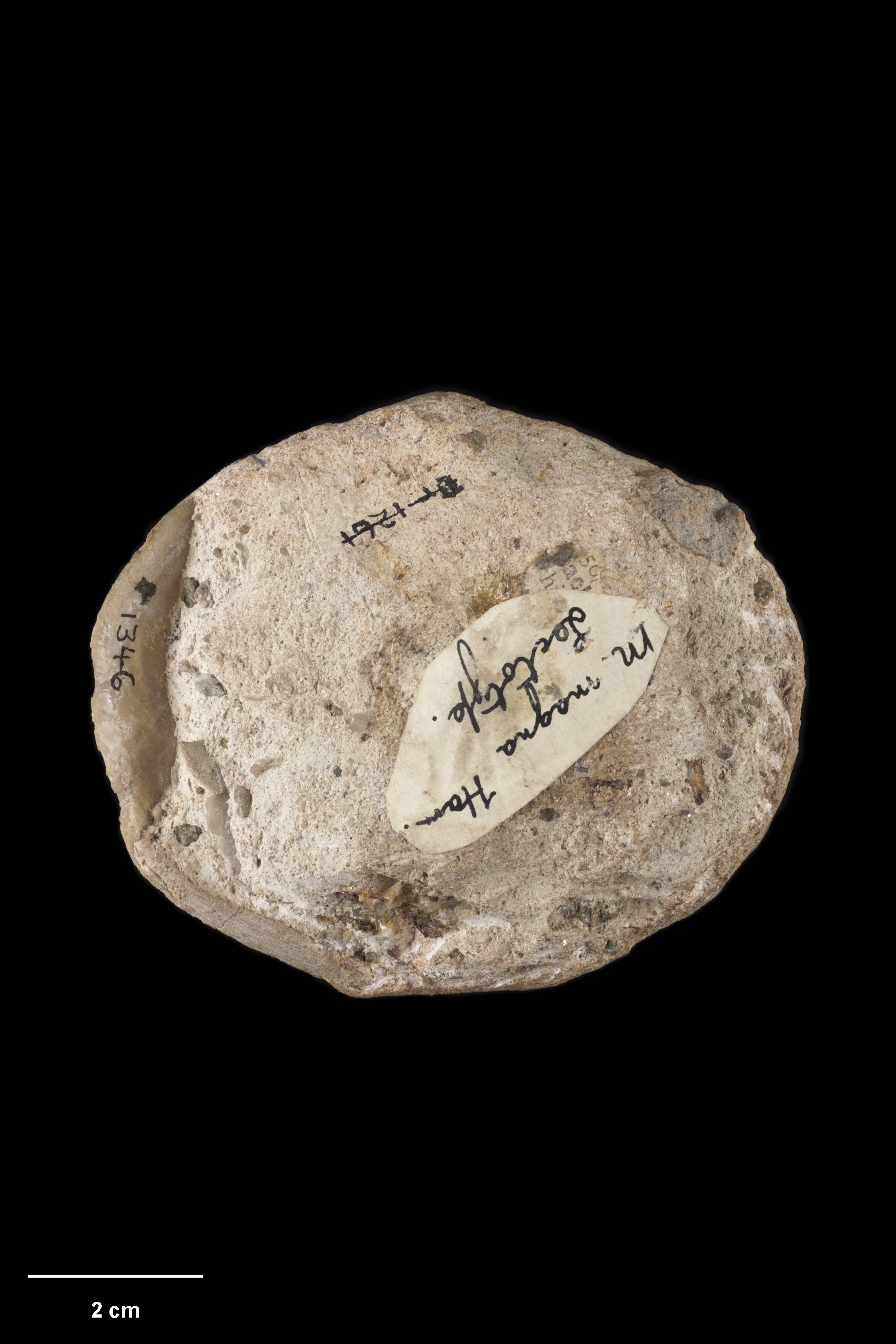 Augustus Hamilton and the gold-spangled butterfly | Te Papa’s Blog