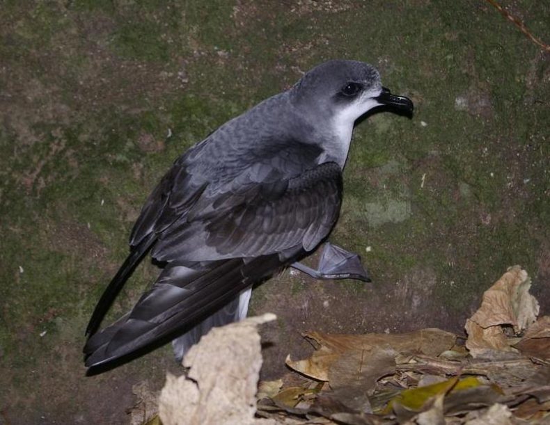 Robert Falla and the Westland petrel | Te Papa’s Blog