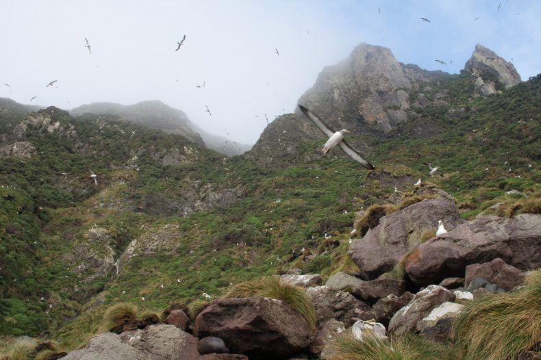 Hautere/Solander Island, The Capital of Albatrossness | Te Papa’s Blog