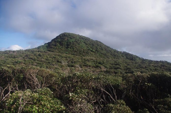 Wildlife of Hautere/Solander Island | Te Papa’s Blog