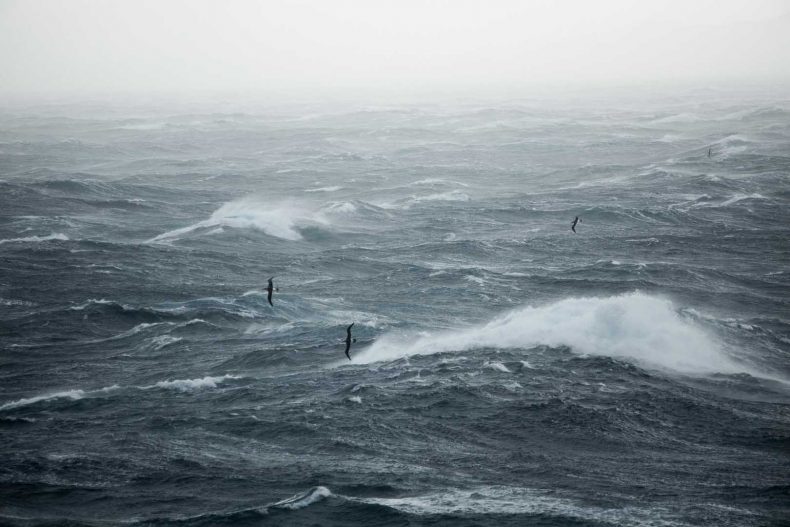 Hautere/Solander Island, The Capital of Albatrossness | Te Papa’s Blog