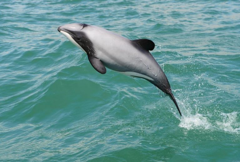 What (or which) was New Zealand’s first protected dolphin? | Te Papa’s Blog