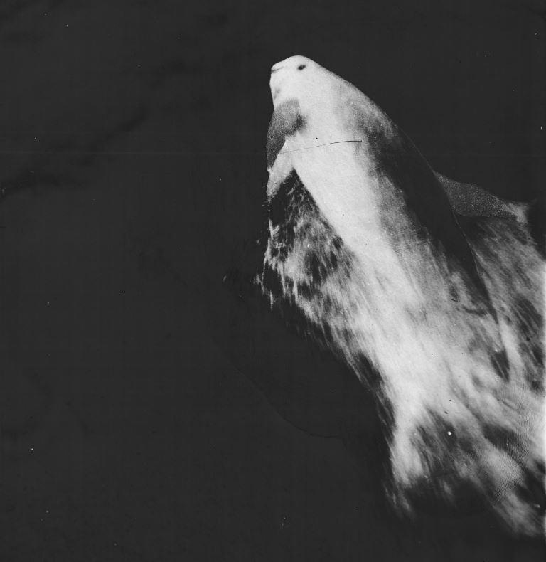 What (or which) was New Zealand’s first protected dolphin? | Te Papa’s Blog
