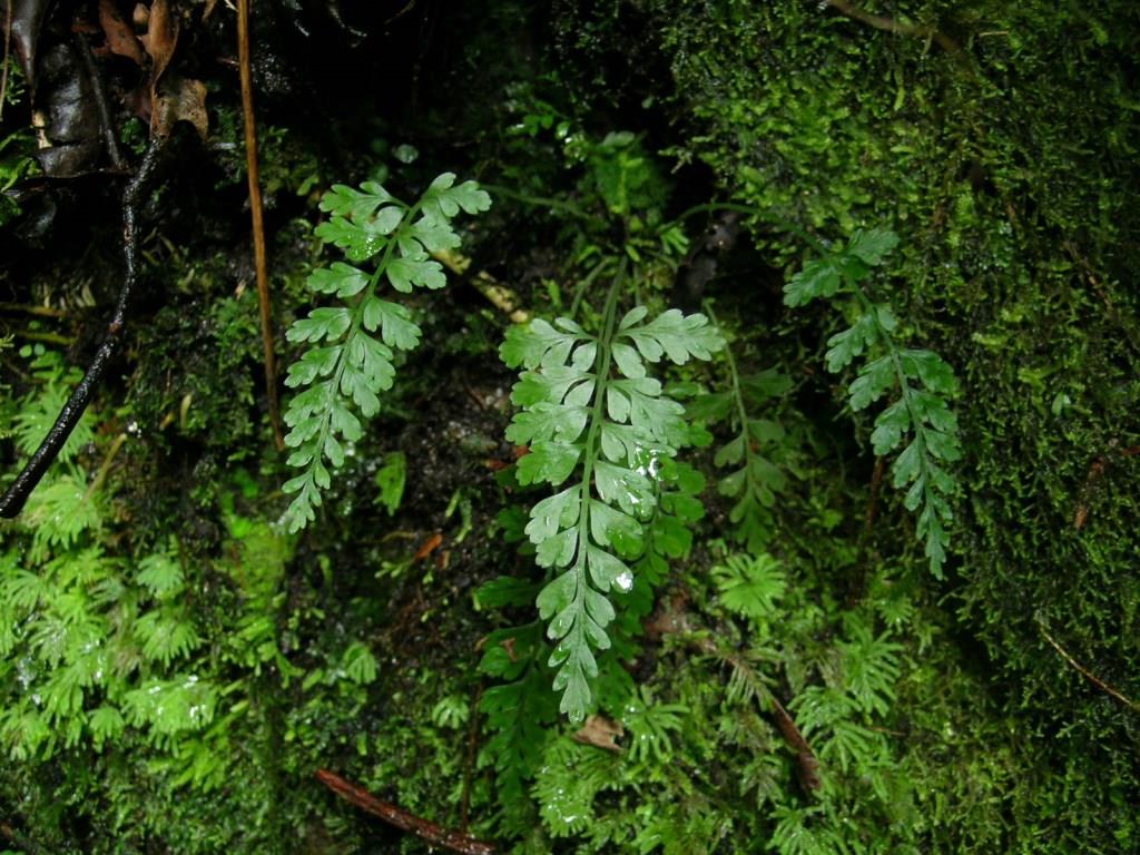 Pat Brownsey and the cave-dwelling spleenwort | Te Papa’s Blog