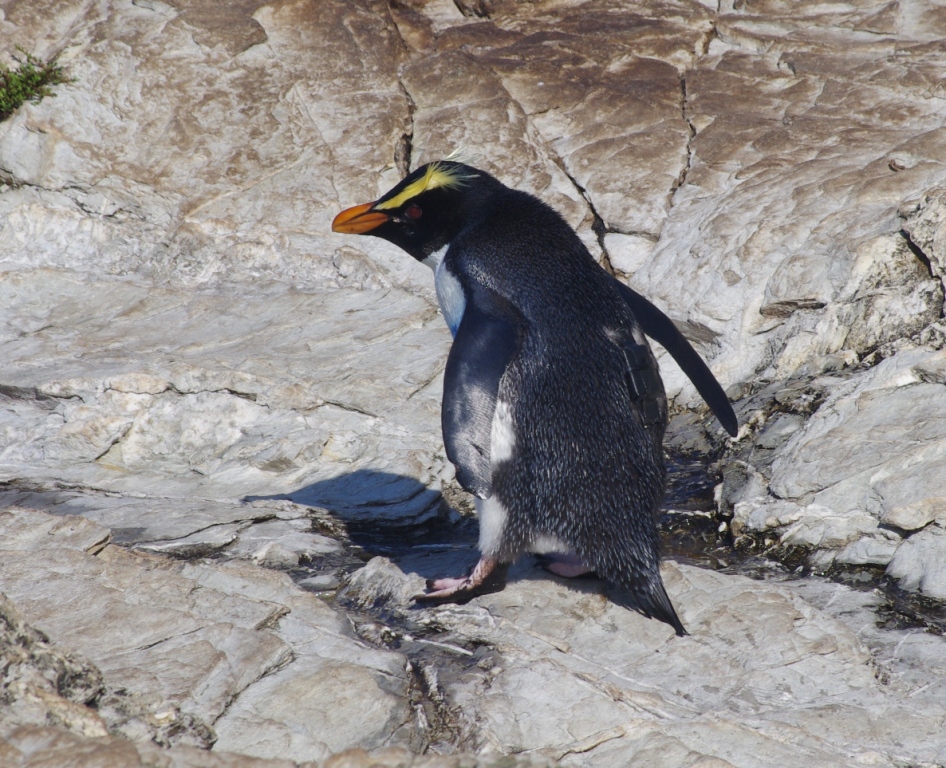 Birdlife of Taumaka (Open Bay Islands) | Te Papa’s Blog