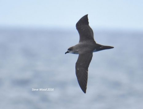 Two new birds for New Zealand – Herald petrel and red-footed booby | Te ...