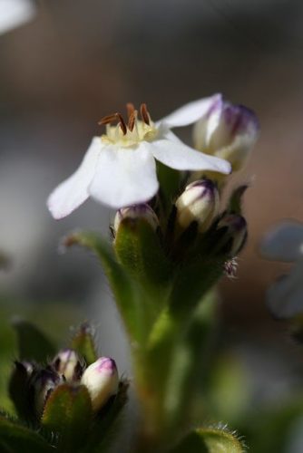 Fascinating forget-me-not pollen | Te Papa’s Blog
