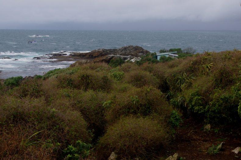 Critters of Taumaka (Open Bay Islands) | Te Papa’s Blog