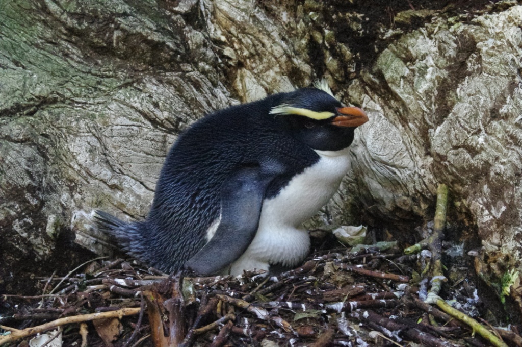 Birdlife of Taumaka (Open Bay Islands) | Te Papa’s Blog