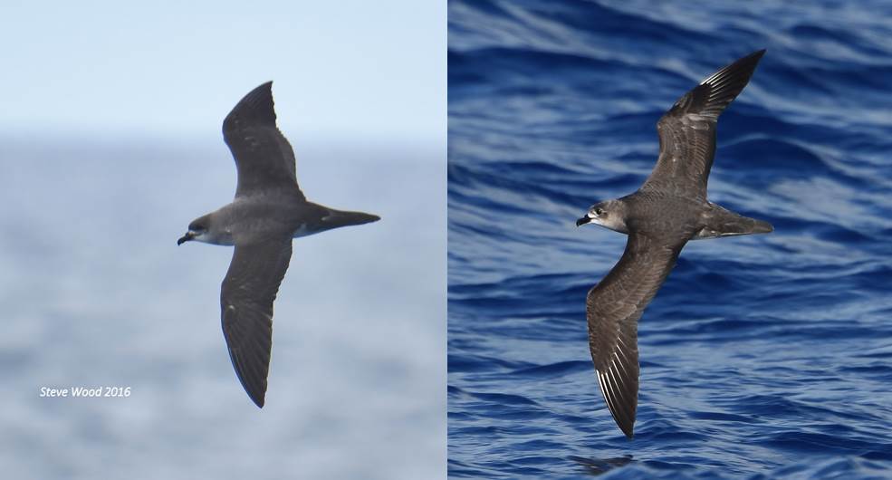 Two new birds for New Zealand – Herald petrel and red-footed booby | Te ...