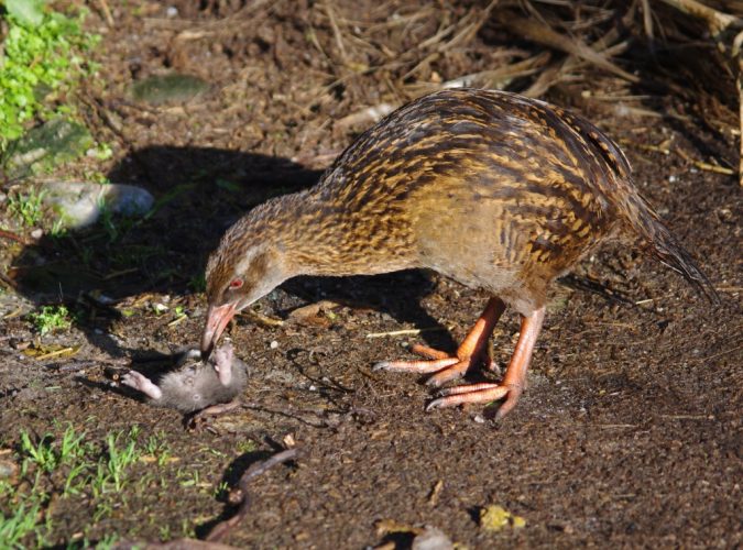Critters of Taumaka (Open Bay Islands) | Te Papa’s Blog