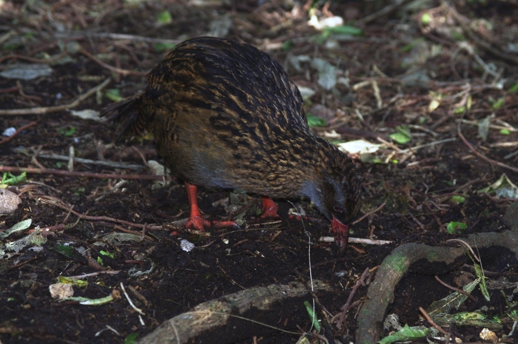 Birdlife of Taumaka (Open Bay Islands) | Te Papa’s Blog