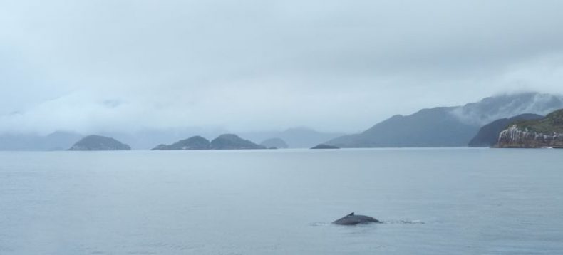 Dusky Sound – rich in history and wildlife | Te Papa’s Blog