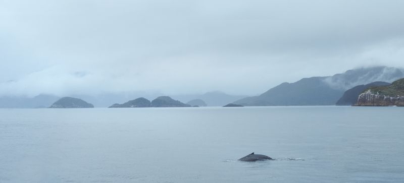 Dusky Sound – rich in history and wildlife | Te Papa’s Blog