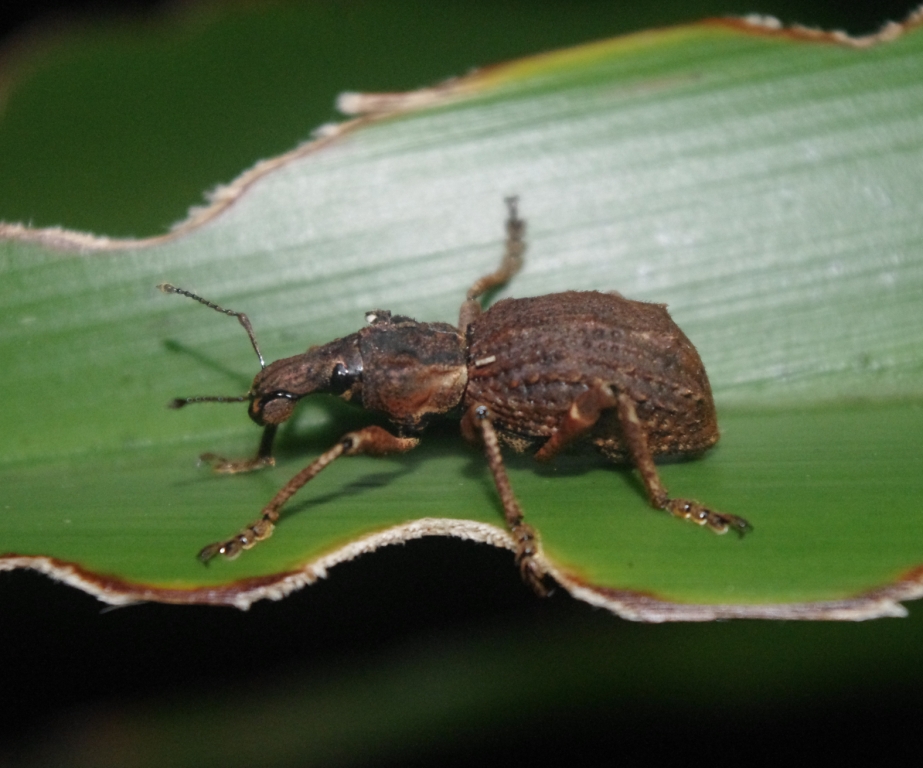 An inordinate fondness for weevils | Te Papa’s Blog