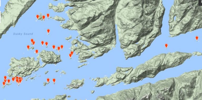 The petrels of Dusky Sound | Te Papa’s Blog