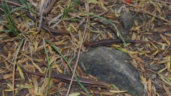 Plague skinks invade the Coromandel | Te Papa’s Blog