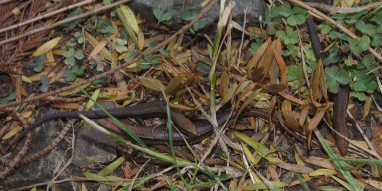 Plague skinks invade the Coromandel | Te Papa’s Blog