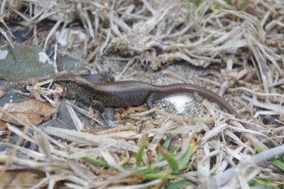 Plague skinks invade the Coromandel | Te Papa’s Blog