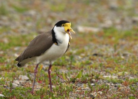 Spurwing-plover | Te Papa’s Blog