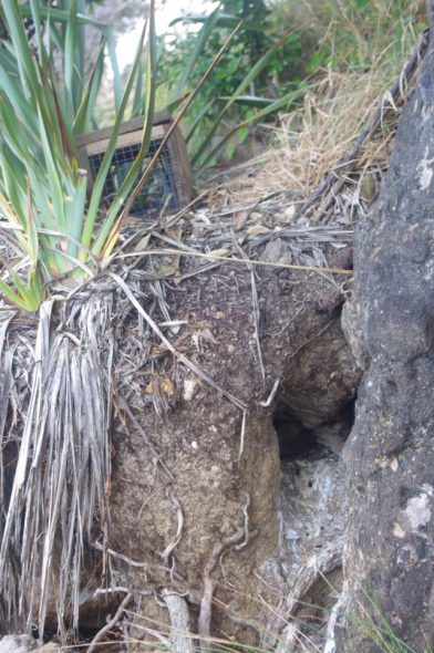 Stoat box | Te Papa’s Blog