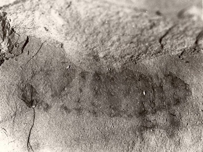 Discovering New Zealand’s first fossil bug | Te Papa’s Blog