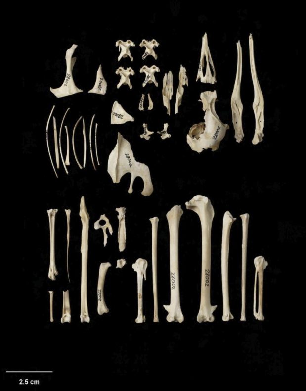 Duck Tales: unveiling the ecology of the extinct Chatham Island duck ...