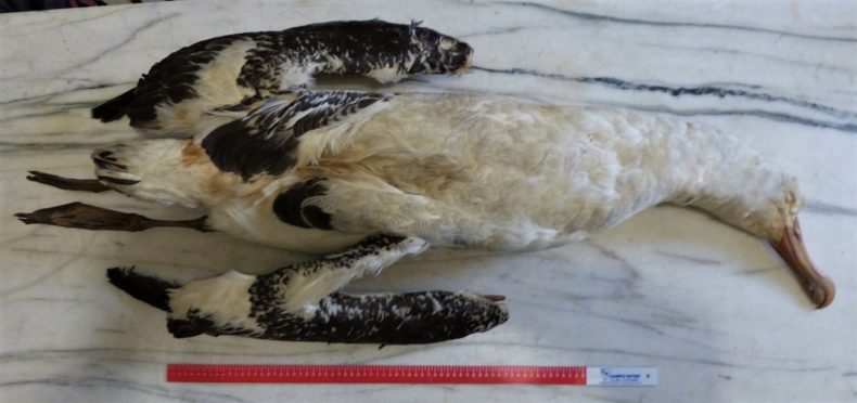 The global hunt for the original wandering albatross | Te Papa’s Blog