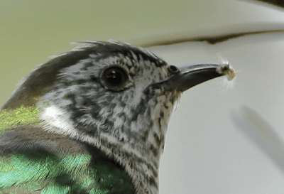 Cuckoos and their toxic prey – ‘urticated’ inside and out | Te Papa’s Blog