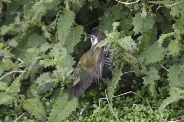 Cuckoos and their toxic prey – ‘urticated’ inside and out | Te Papa’s Blog