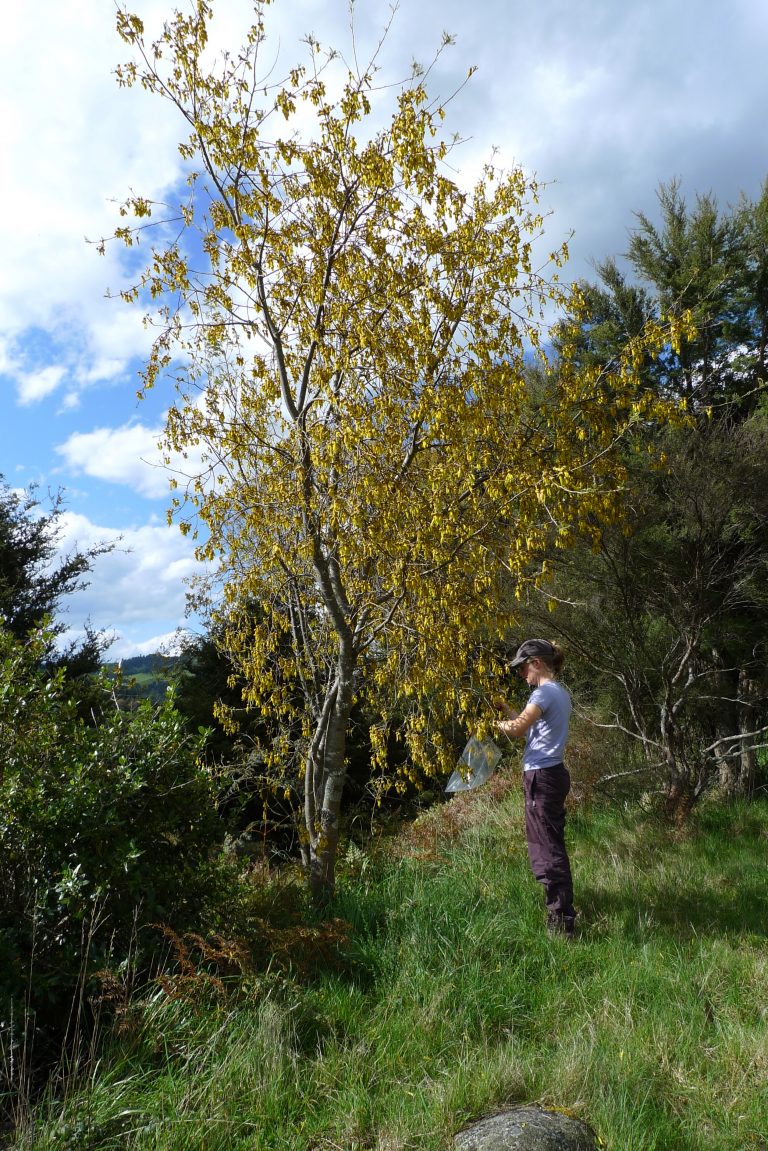 What can kōwhai tell us about the location of New Zealand’s forests ...