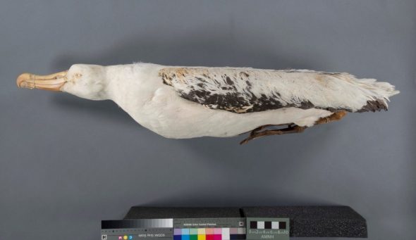 The global hunt for the original wandering albatross | Te Papa’s Blog