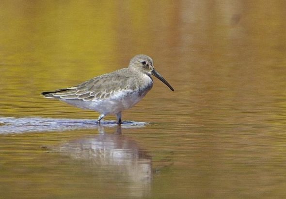 A new bird for New Zealand – Cox’s sandpiper | Te Papa’s Blog