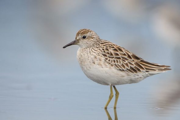 A new bird for New Zealand – Cox’s sandpiper | Te Papa’s Blog