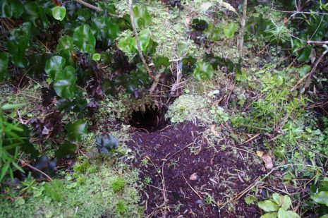 Seabird discoveries in remote southern Fiordland | Te Papa’s Blog