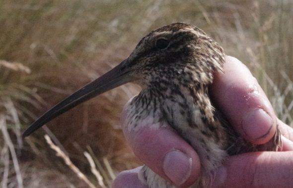 A sniper in the subantarctic | Te Papa’s Blog
