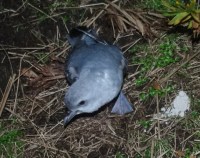 Albatrosses and petrels of the Auckland Islands | Te Papa’s Blog