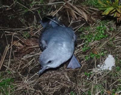 Albatrosses and petrels of the Auckland Islands | Te Papa’s Blog