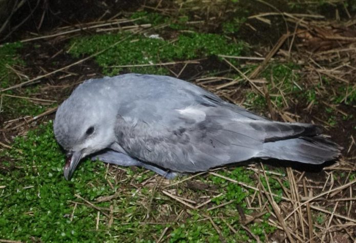 Furtive fauna of the Auckland Islands | Te Papa’s Blog