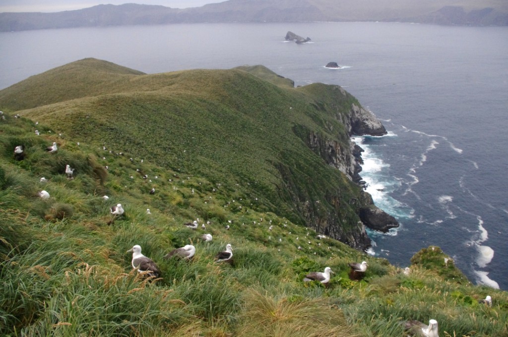 Wildlife highlights of Disappointment Island | Te Papa’s Blog