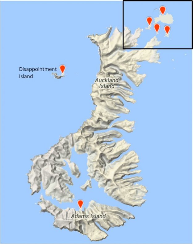 A sniper in the subantarctic | Te Papa’s Blog