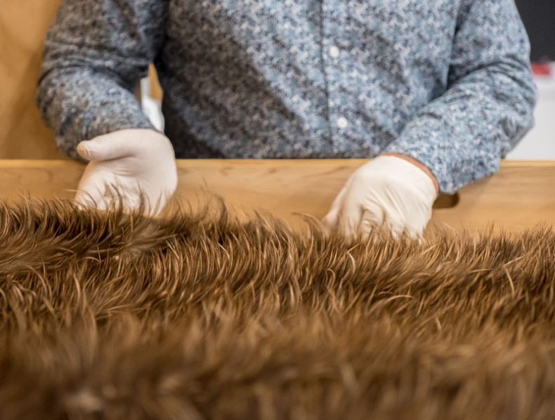 kakahu | Te Papa’s Blog