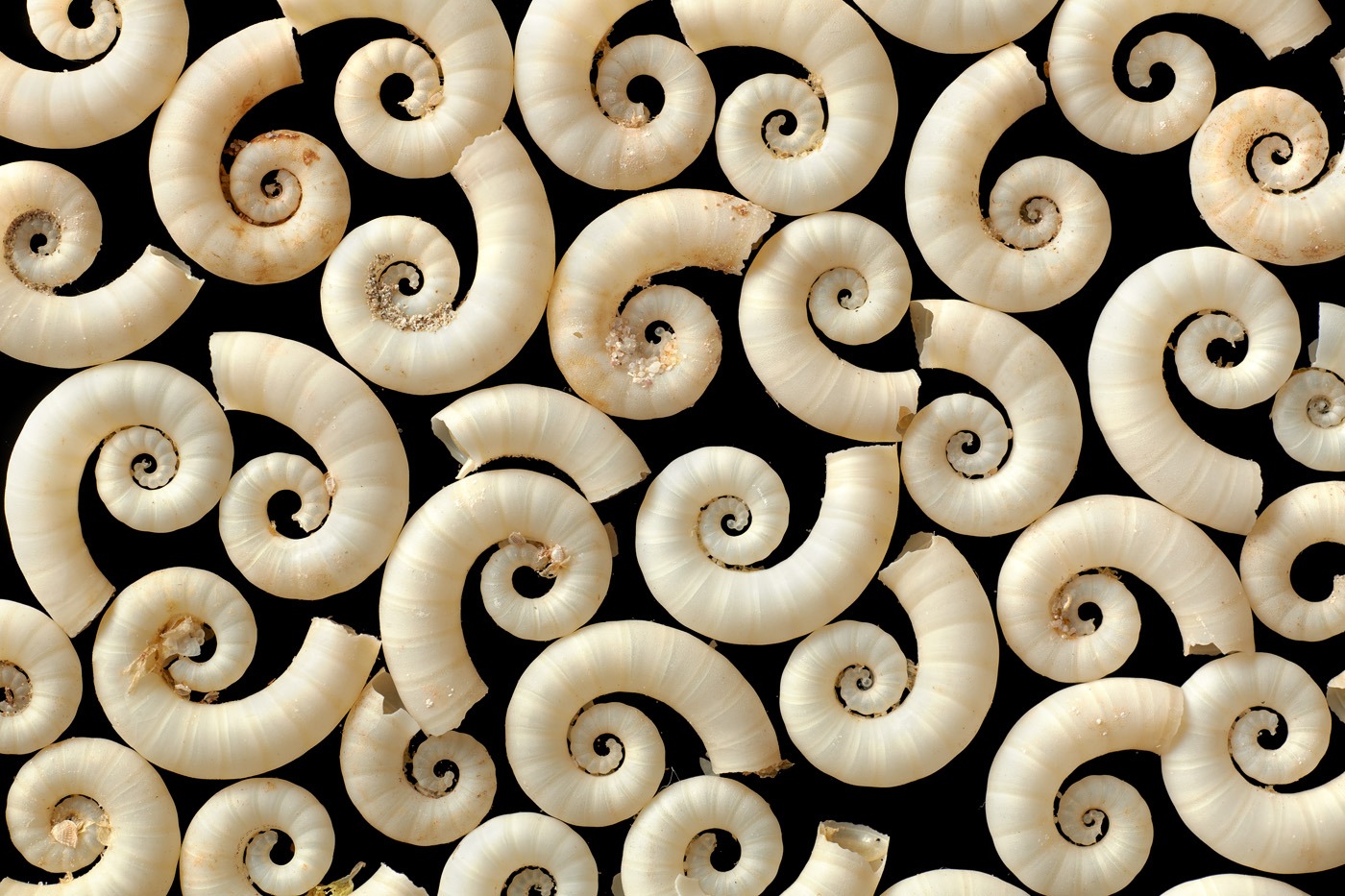 M.110449_Spirula spirula | Te Papa’s Blog