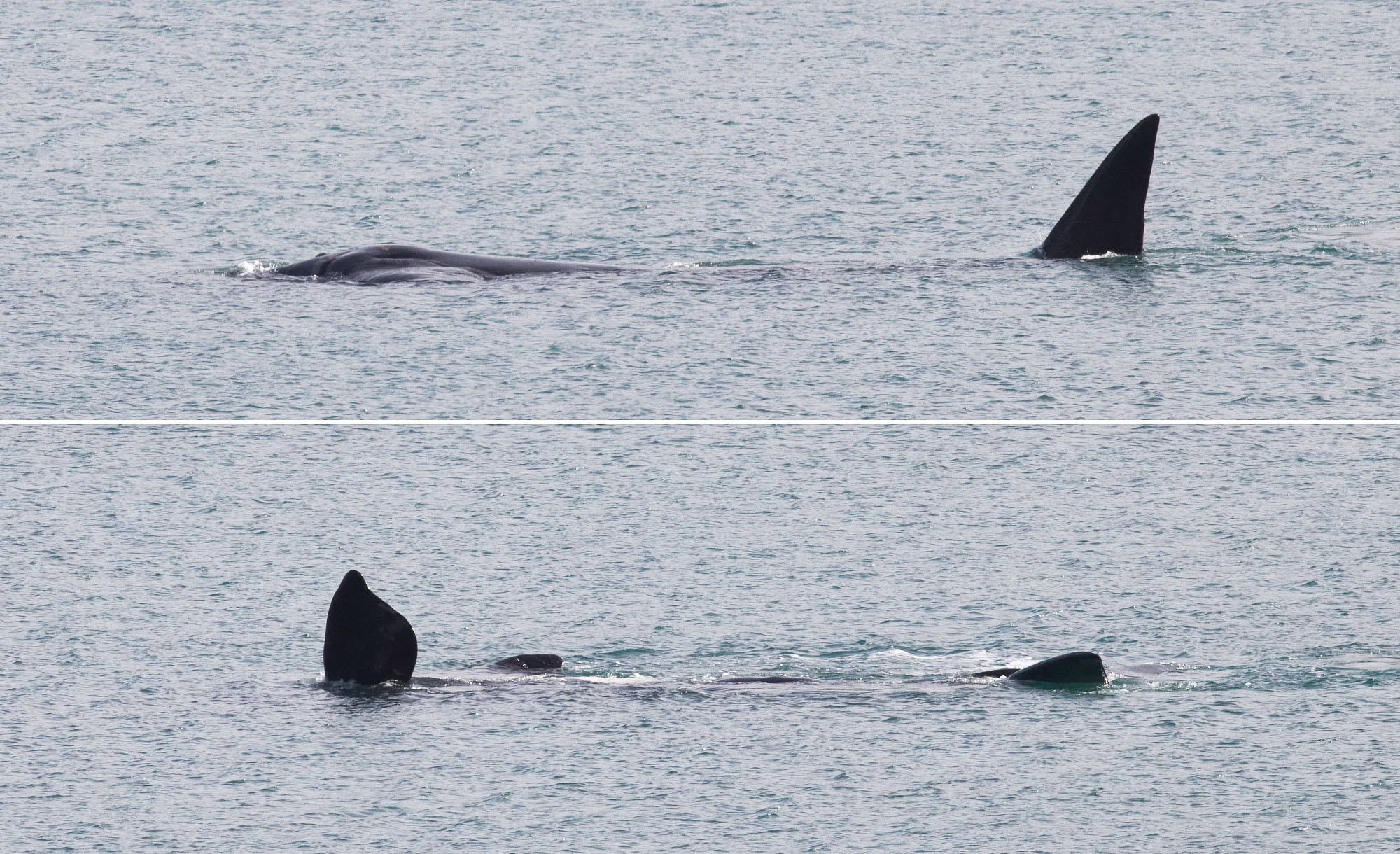 The southern right stuff: Photographing Wellington’s whale | Te Papa’s Blog
