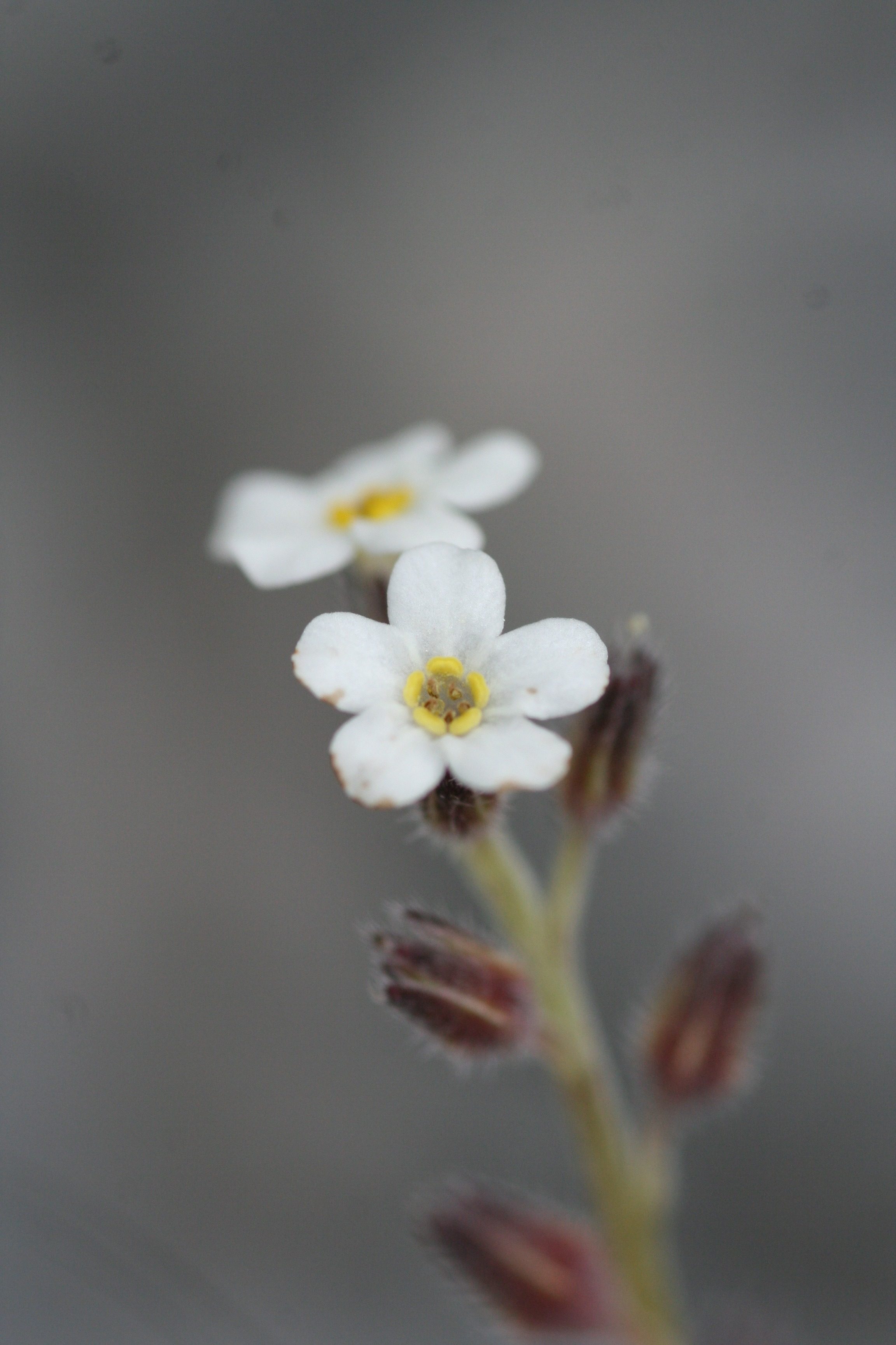 Searching in needles and haystacks for forget-me-nots | Te Papa’s Blog