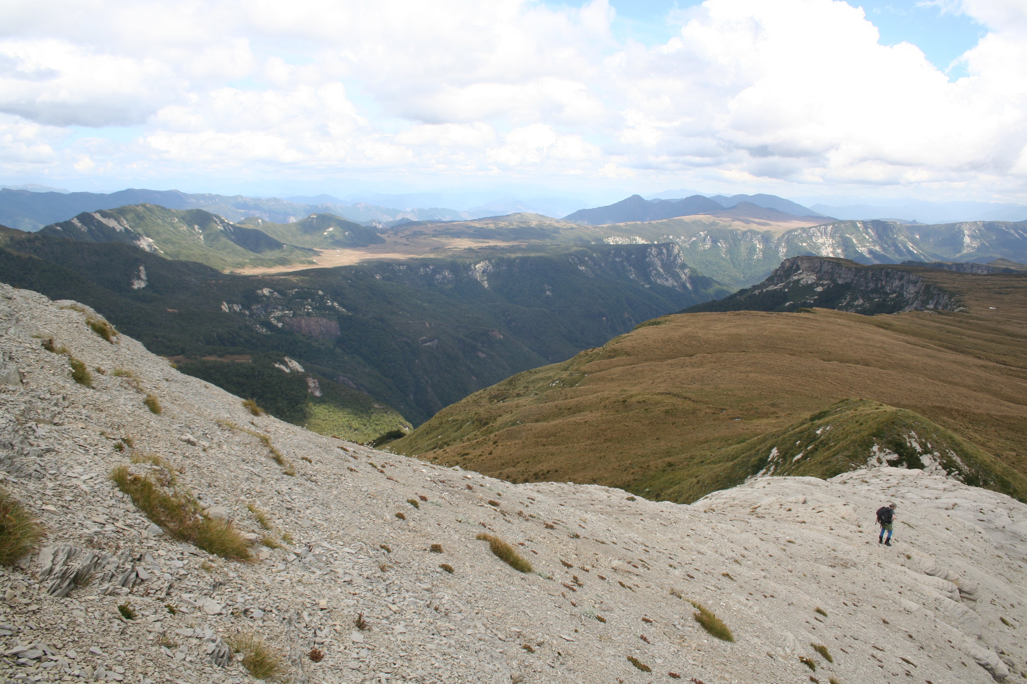 traversii Matiri Range 15 Jan 2018 H Meudt HMM481 SP106595~8~ | Te Papa ...
