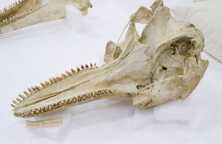 Pilot-Whale-teeth-tepapa | Te Papa’s Blog